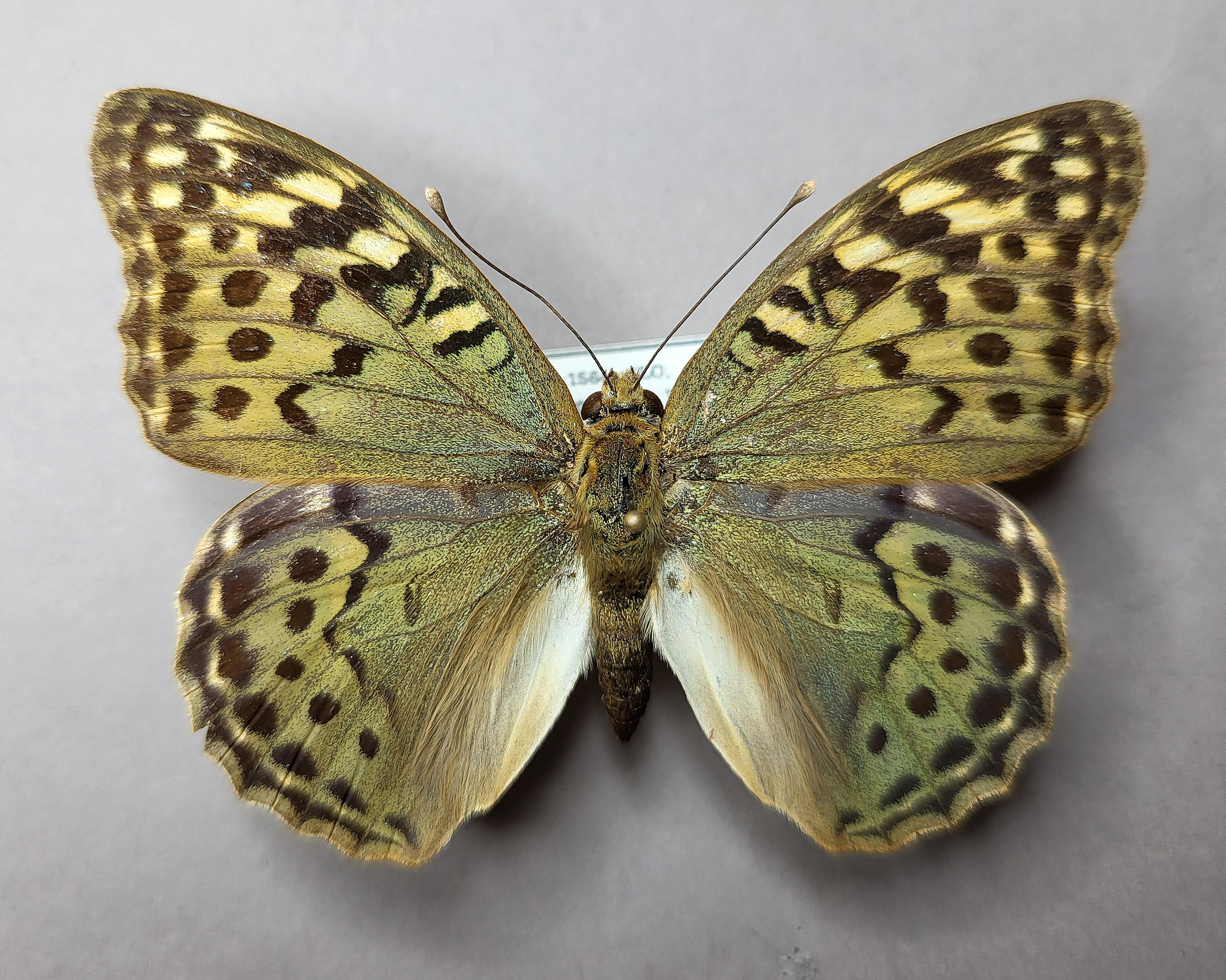 Zoološka zbirka – metulji - notranjski-muzej.si